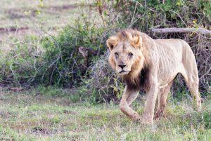 aging lion - Keystone Elder Law